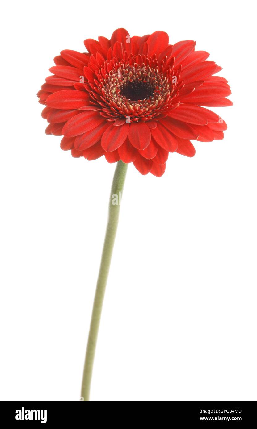 Beautiful red gerbera flower on white background Stock Photo - Alamy