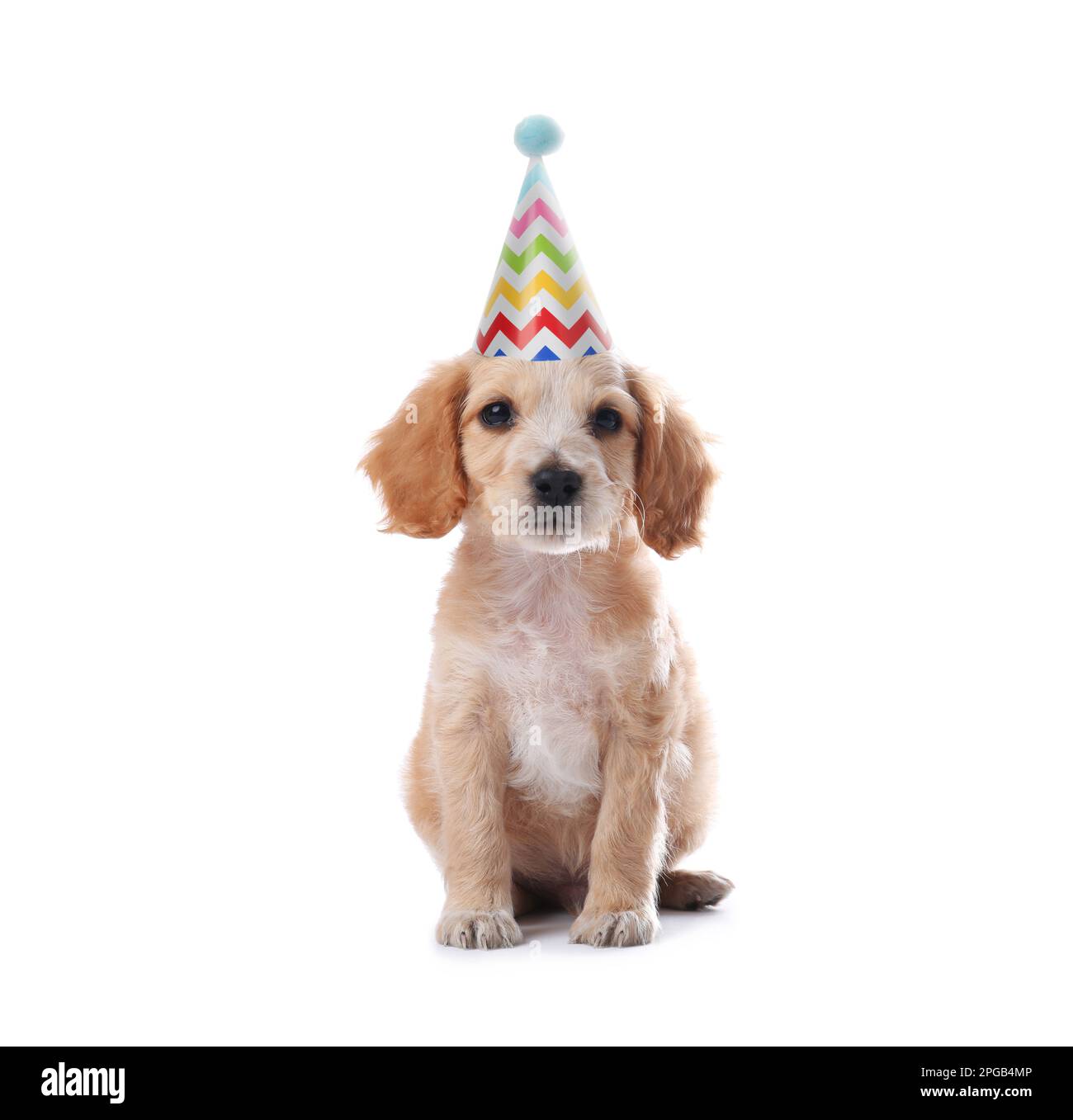 Cute English Cocker Spaniel puppy with party hat on white background ...