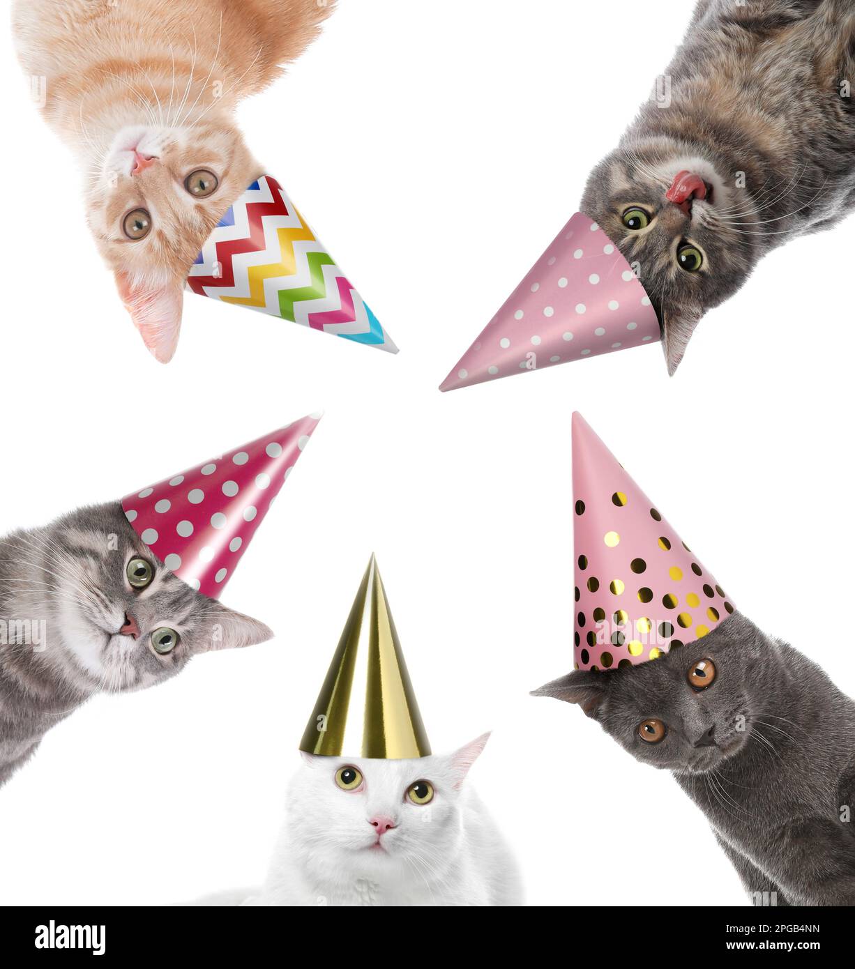 Cute Cats In Hats