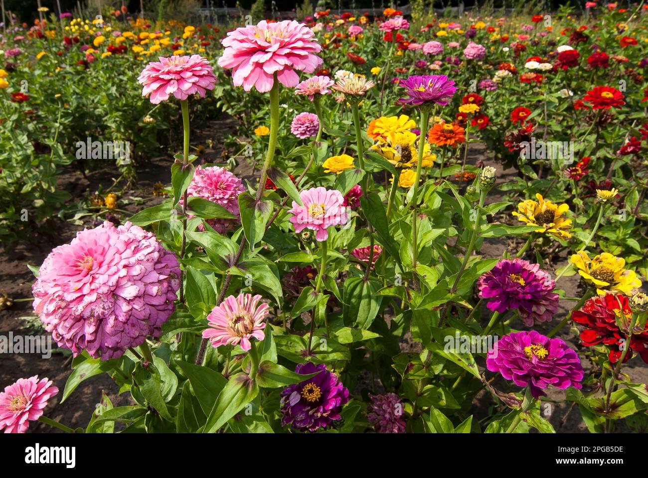 Zinnia (Zinnia) flowering flower border, North Rhine-Westphalia ...