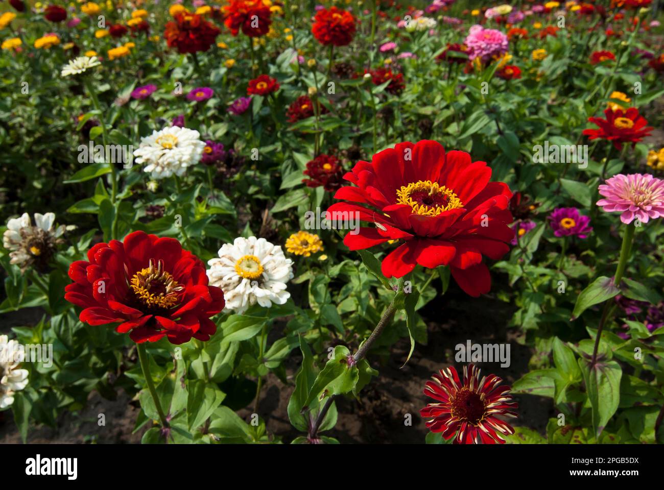 Zinnia border hi-res stock photography and images - Alamy