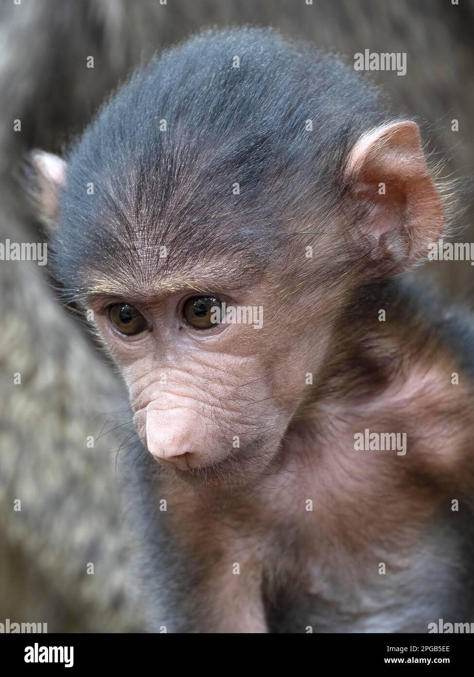 Olive baboon (Papio anubis), juvenile, animal portrait, Lake Manyara ...
