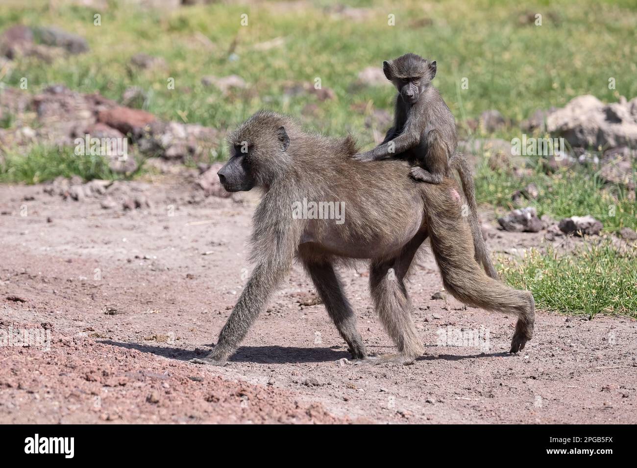 Olive baboon (Papio anubis), young sitting on mothers back, Lake ...
