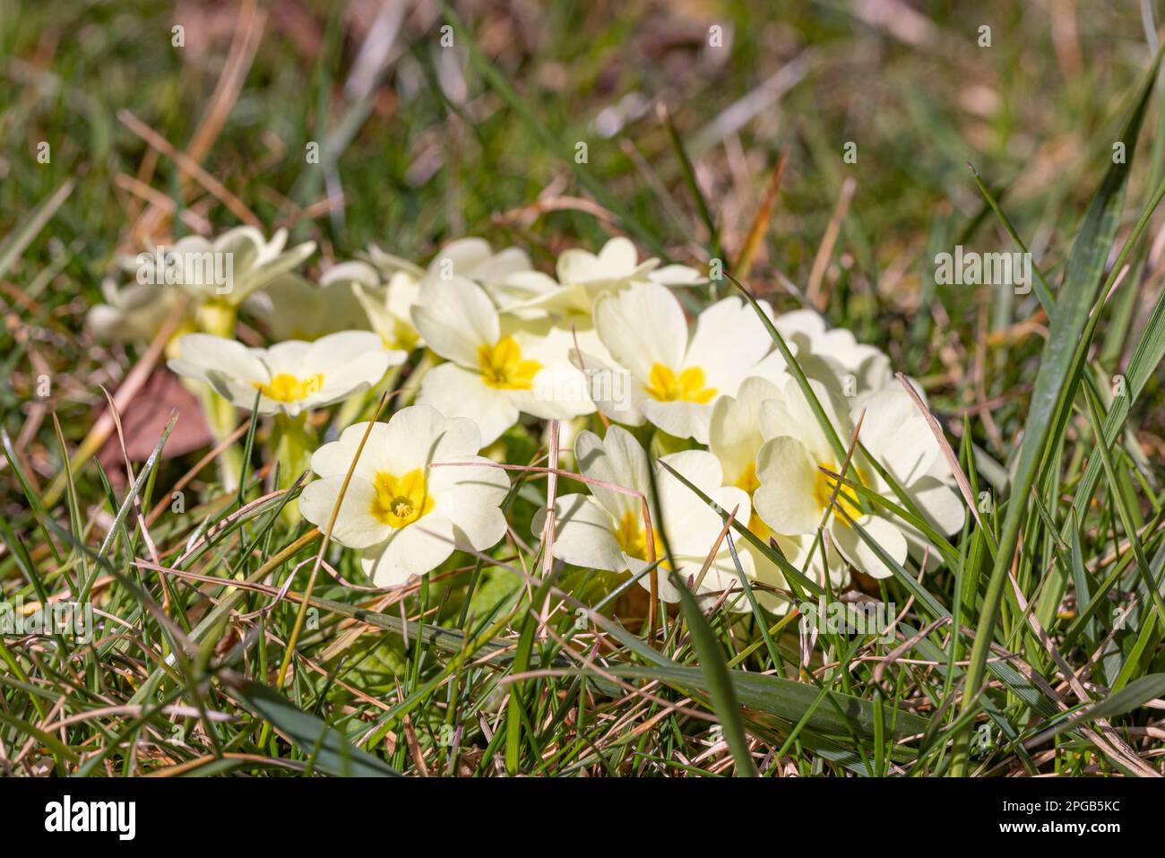 Yellow primroses (Primula) in meadow, close up Stock Photo - Alamy