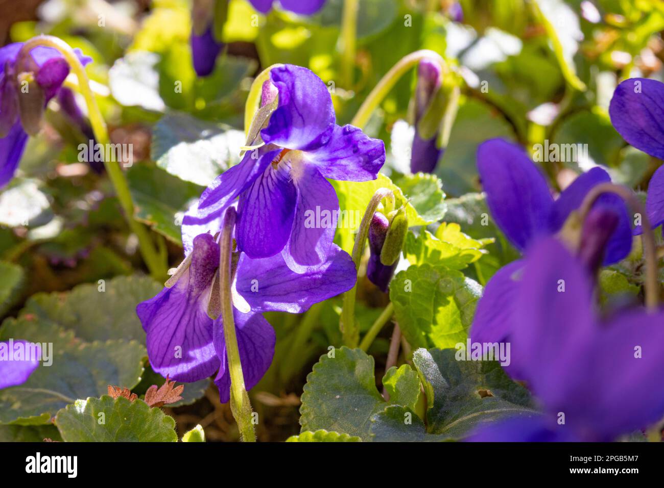Viola plant hi-res stock photography and images - Alamy