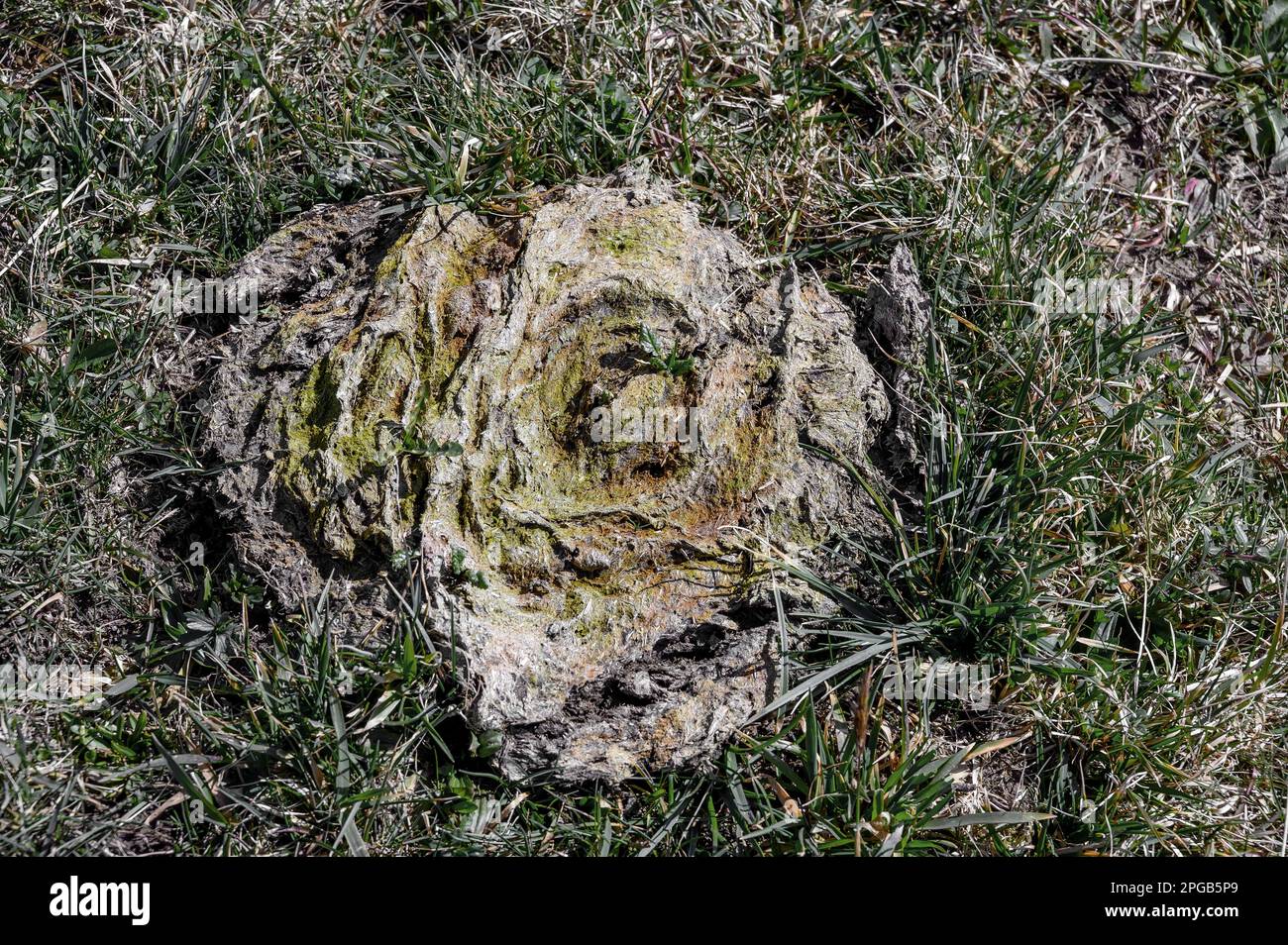 Patty pat hi-res stock photography and images - Alamy