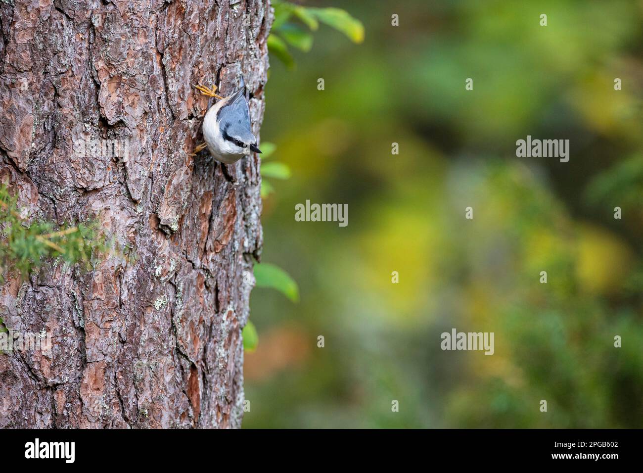 Northern eurasian nuthatch (Sitta europaea), Store Mosse National Park ...