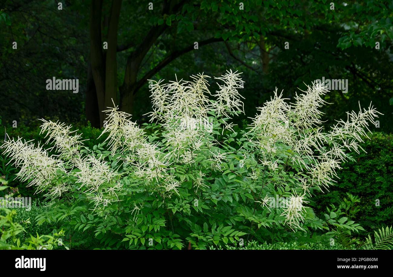 Goat's beard (Aruncus dioicus Stock Photo - Alamy