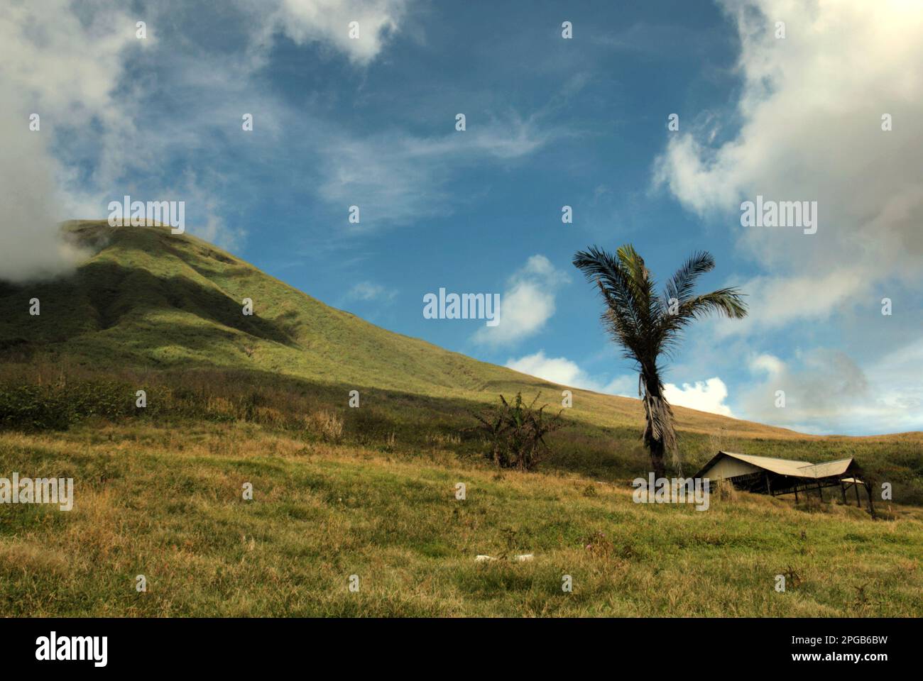 View of Mount Lokon with a building and a sugar palm tree (Arenga ...