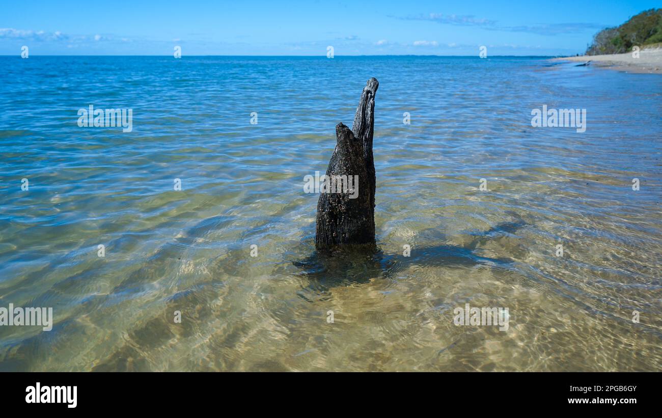 Crystal clear water swirls around a tree stump near the water’s edge ...