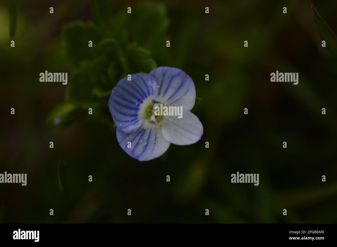 Bunch of wildflowers hi-res stock photography and images - Alamy