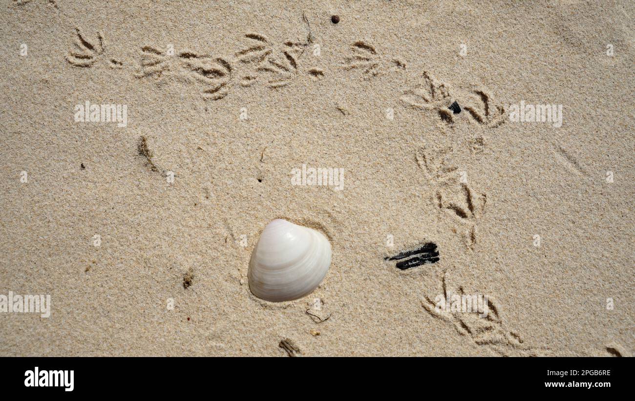 Close-up, view of bird footprints, and white seashell on the sandy ...