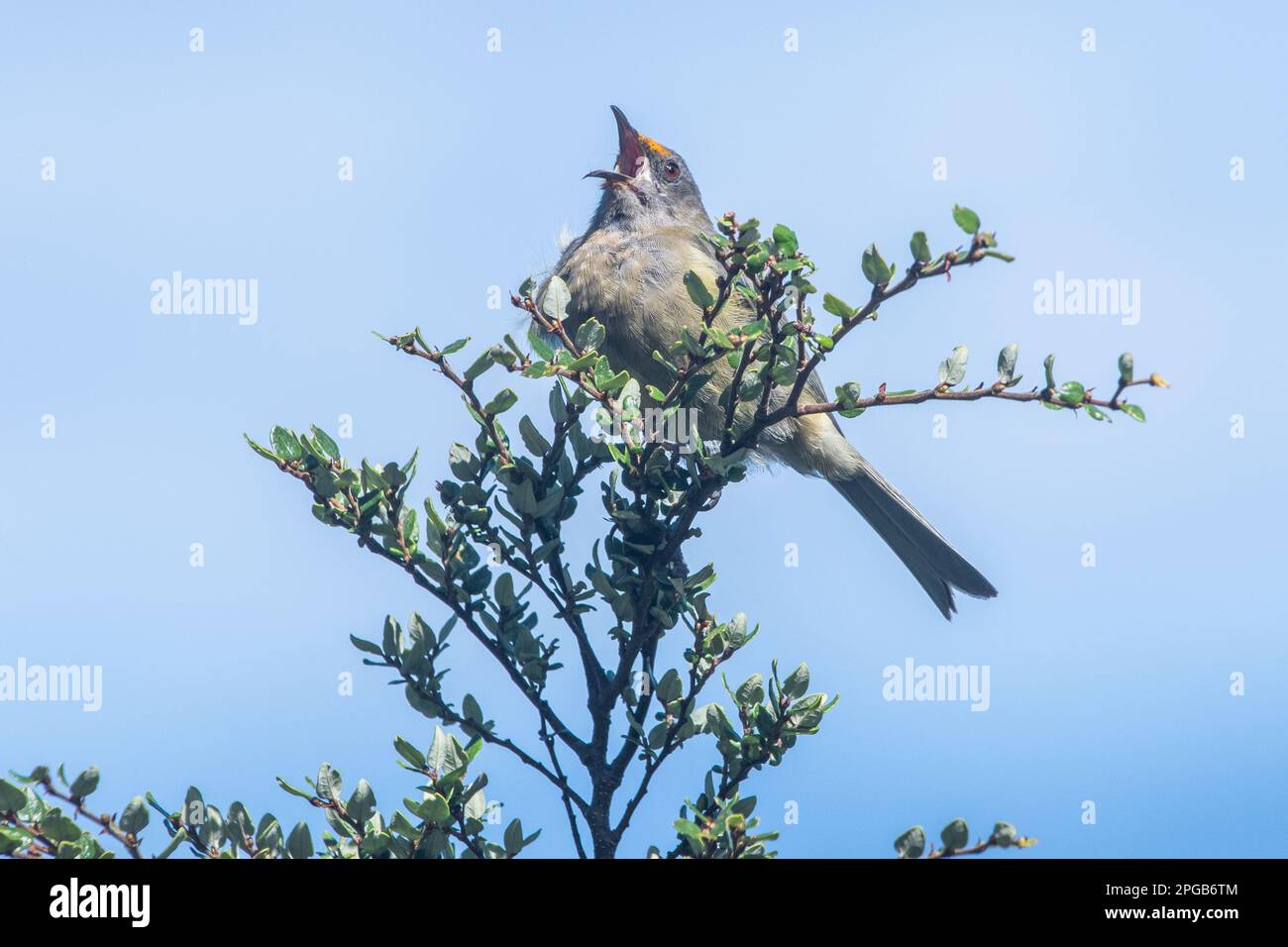 A singing bellbird (Anthornis melanura) vocalizing in Nelson Lakes ...