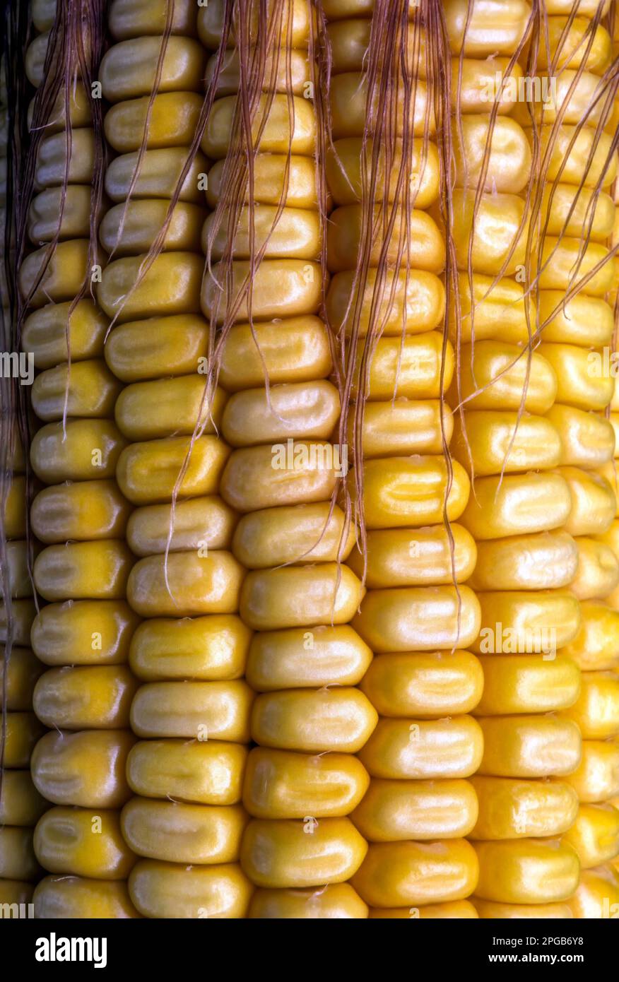 Maize Corns, India, Asia Stock Photo - Alamy