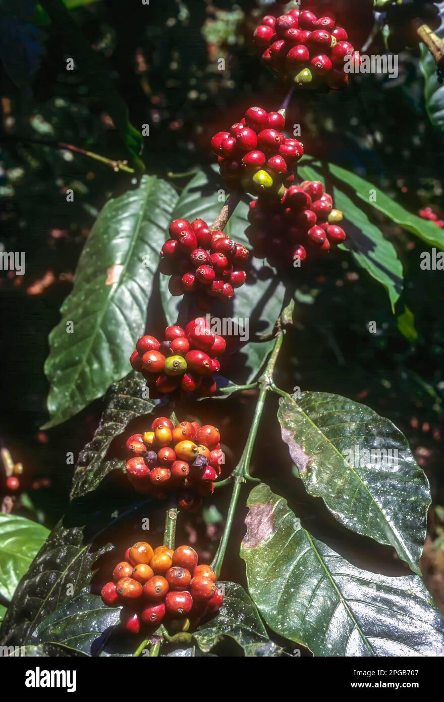 Fruits of Coffee plant (Coffee arabica) in Madikeri, Coorg, Karnataka ...