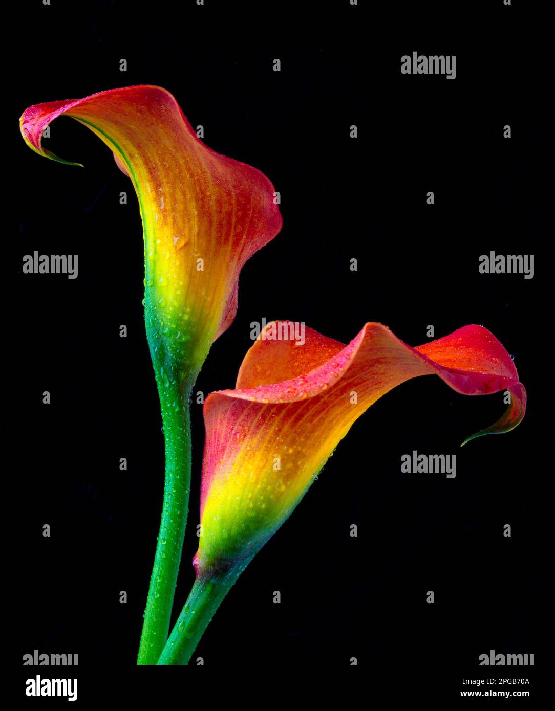 Two Red And Yellow Calla Lillies With Dew Still Life Stock Photo - Alamy