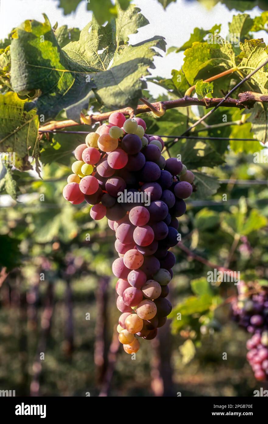 South indian grapes hi-res stock photography and images - Alamy