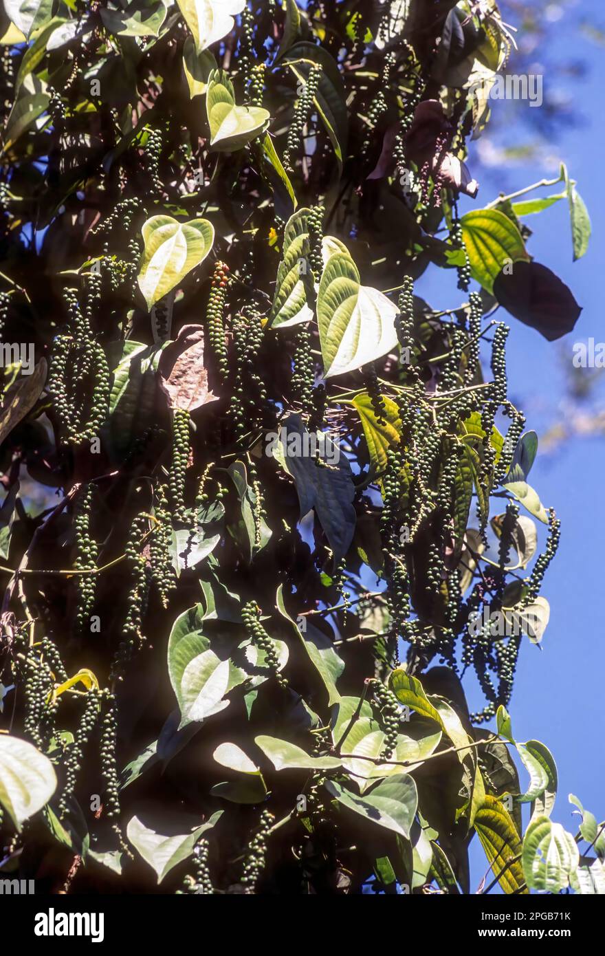 Kerala black pepper hi-res stock photography and images - Alamy