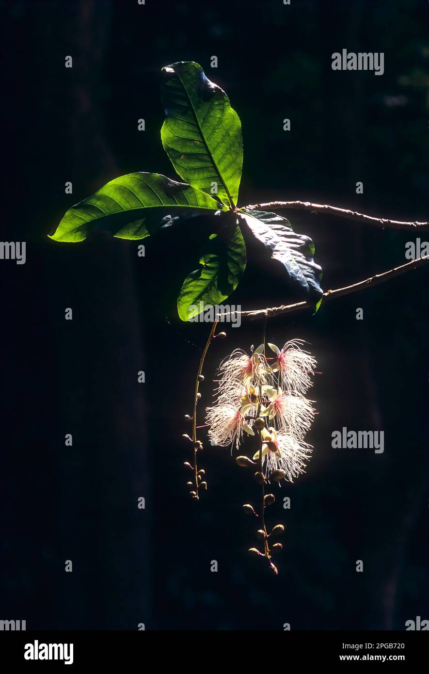 Lecythidaceae Powder Puff Tree (Barringtonia racemose) in Ranganathittu ...