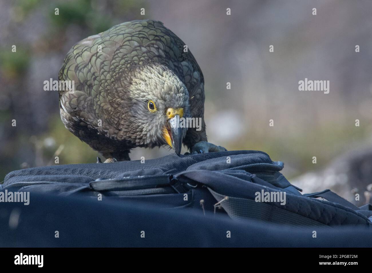 A kea (Nestor notabilis), a parrot species endemic to New Zealand and ...