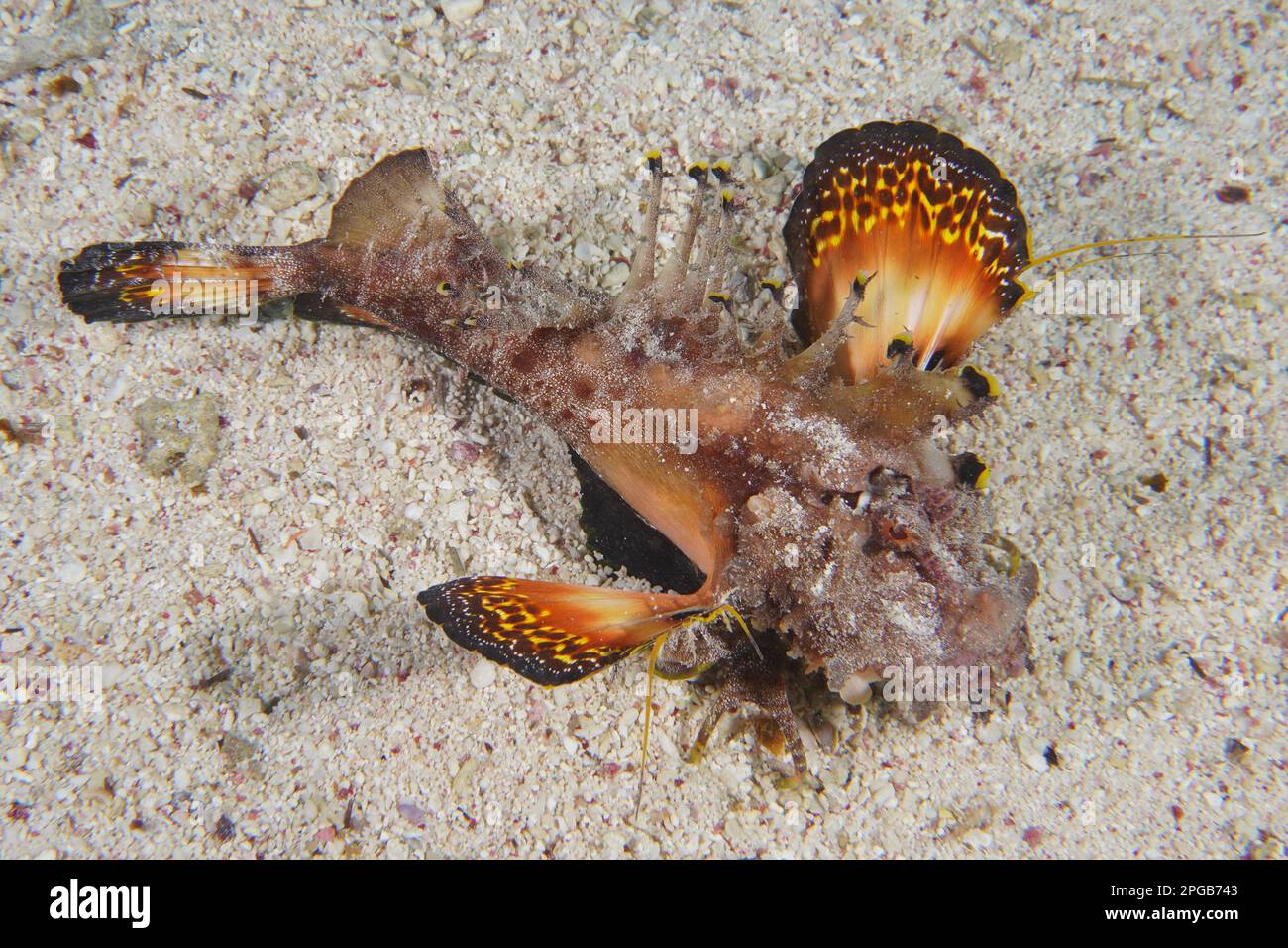 A Red Sea walkman filament devilfish (Inimicus filamentosus) Devilfish ...