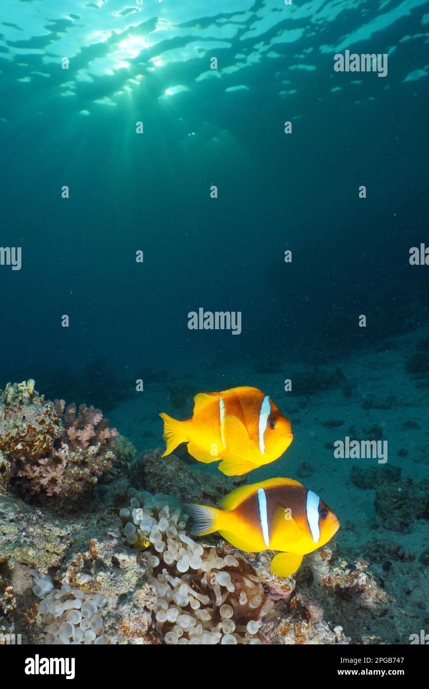 Pair of red sea clownfish (Amphiprion bicinctus) in the evening light ...