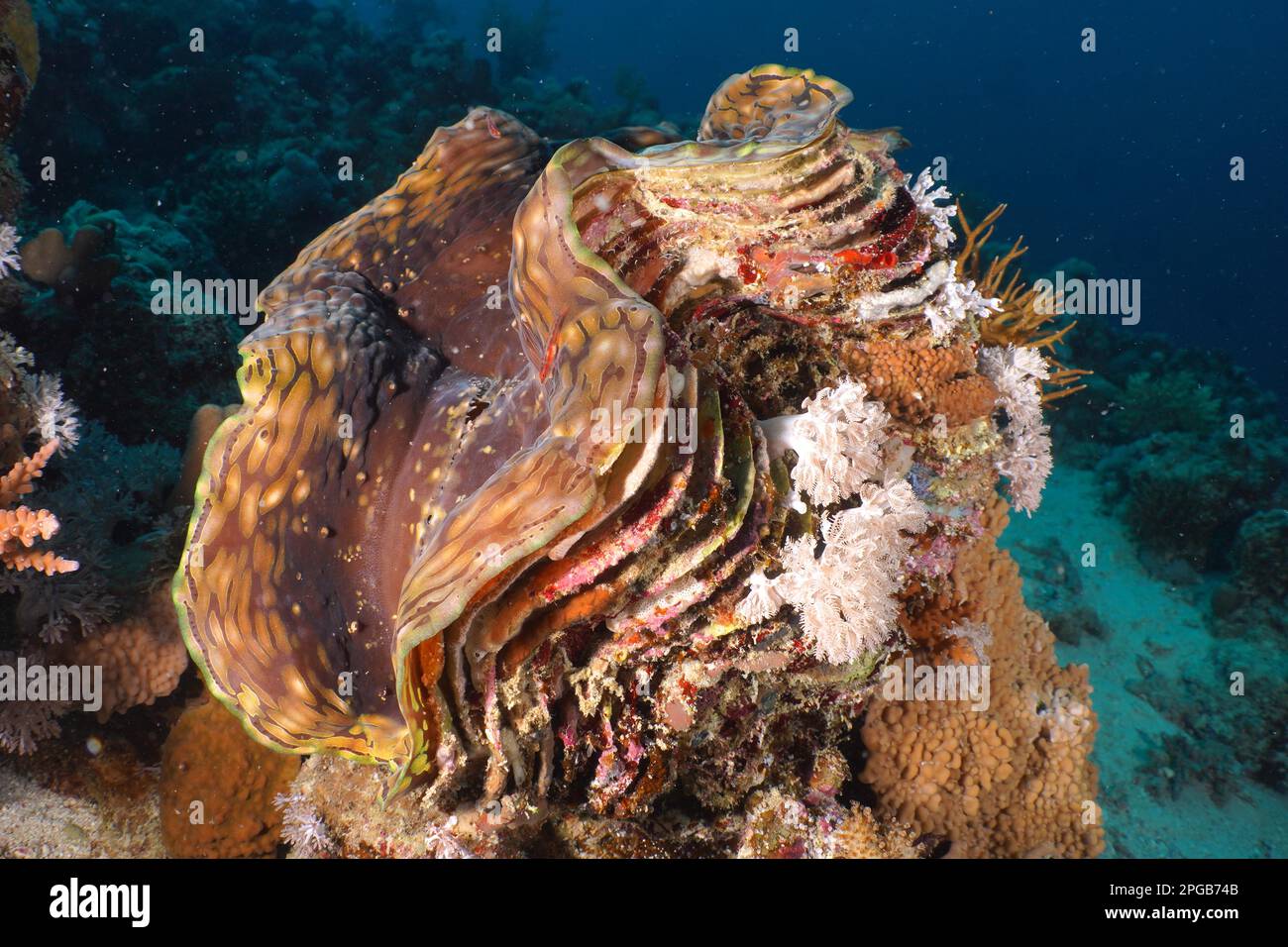 Fluted giant clam (Tridacna squamosa), House Reef dive site, Mangrove ...