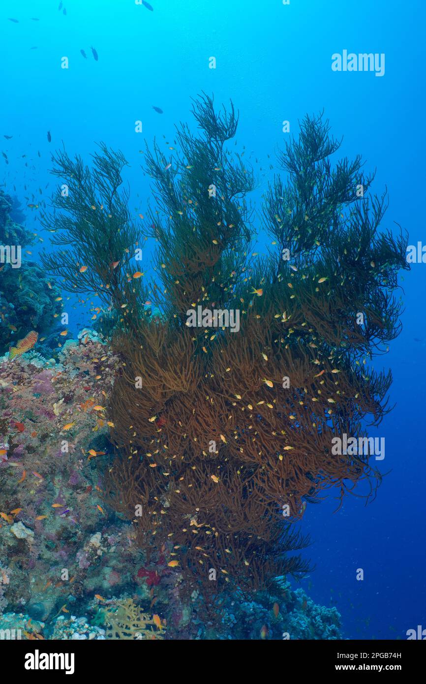 Black bushy black coral (Antipathes dichotoma) and group of sea goldie ...
