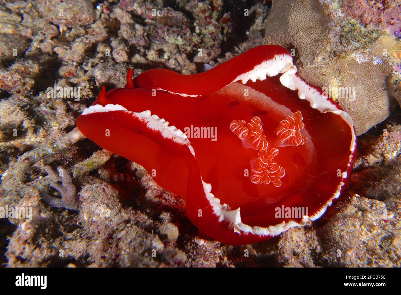 Spanish dancer (Hexabranchus sanguineus) at night. Dive site Abu Dabab ...