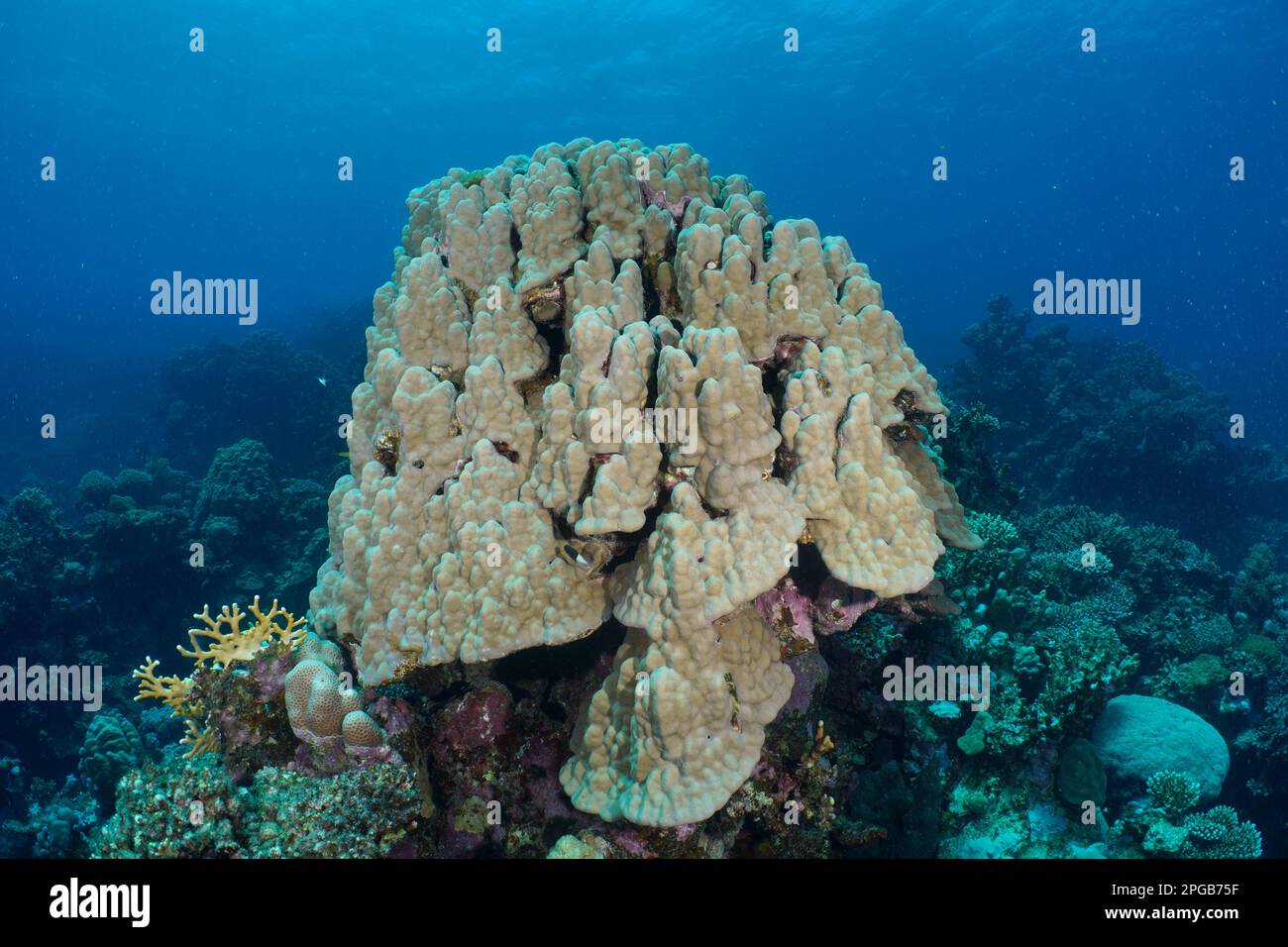 Solid pore coral (Porites solida), Dive site House Reef Mangrove Bay ...