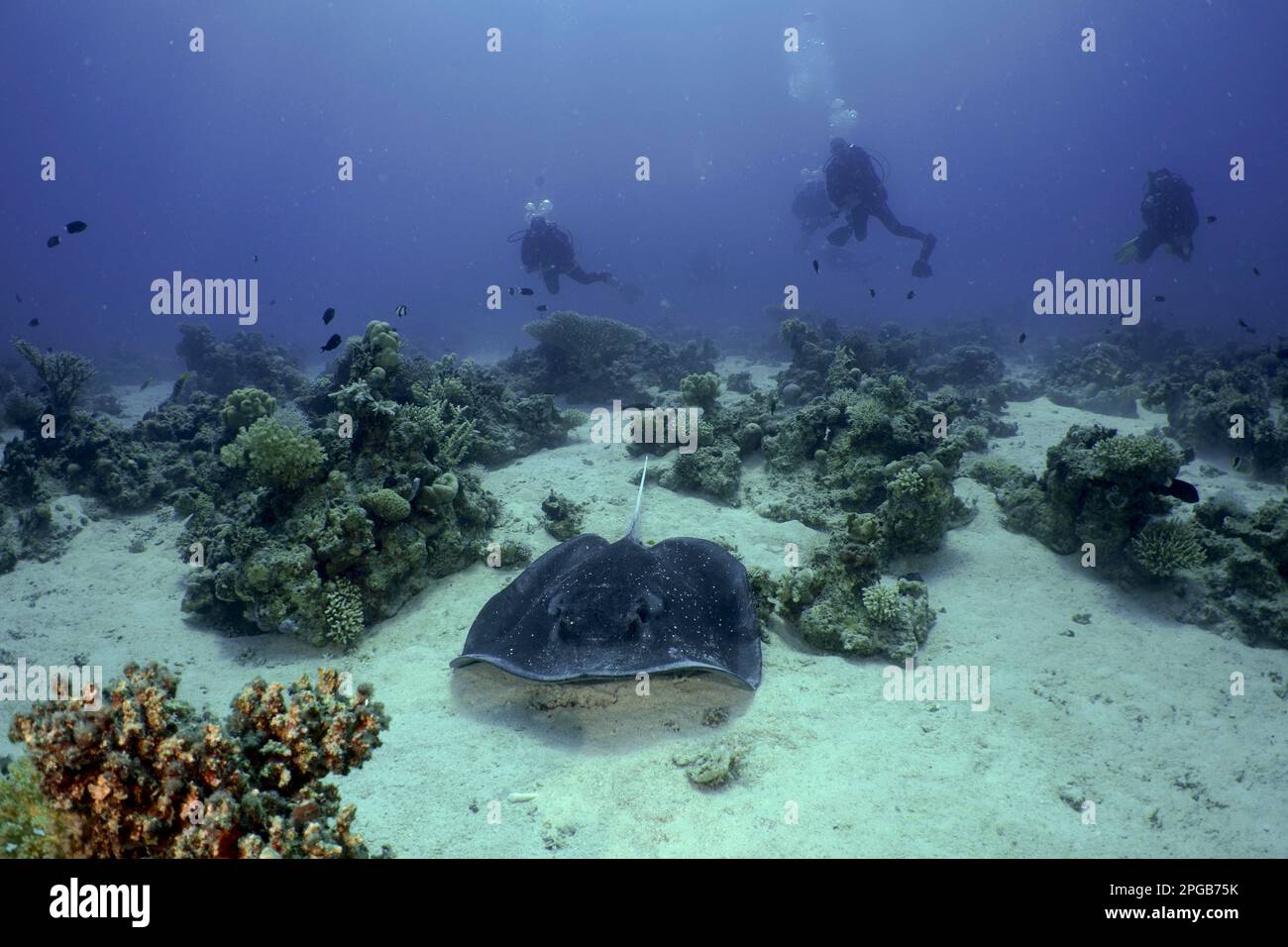 Blackspotted stingray (Taeniura meyeni), Several divers in the ...