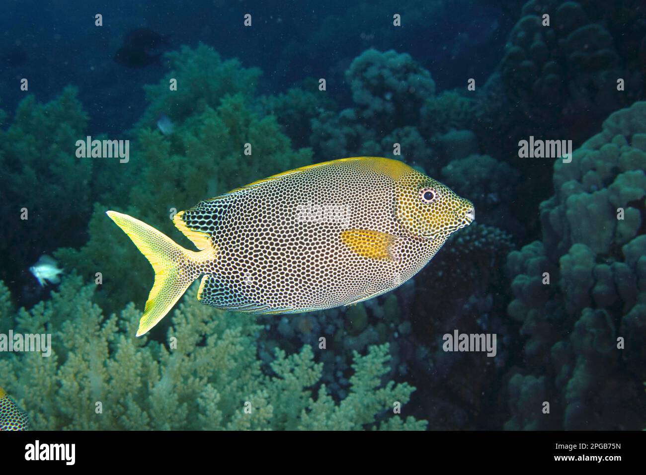 Spotted rabbitfish (Siganus stellatus laqueus), rabbitfish, Dive site ...