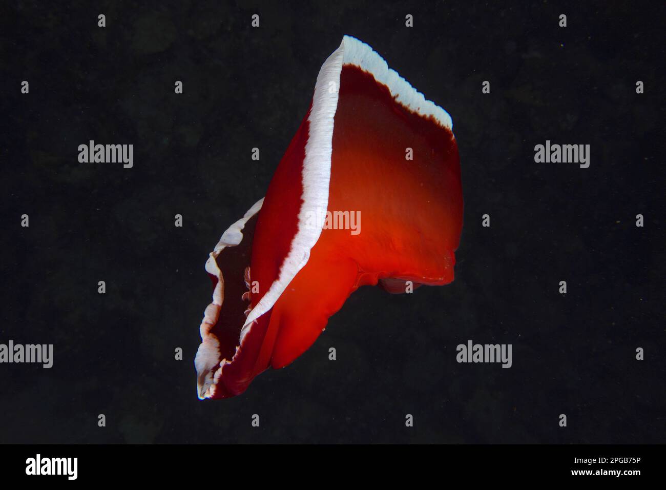 Free swimming Spanish dancer (Hexabranchus sanguineus) at night. Dive ...