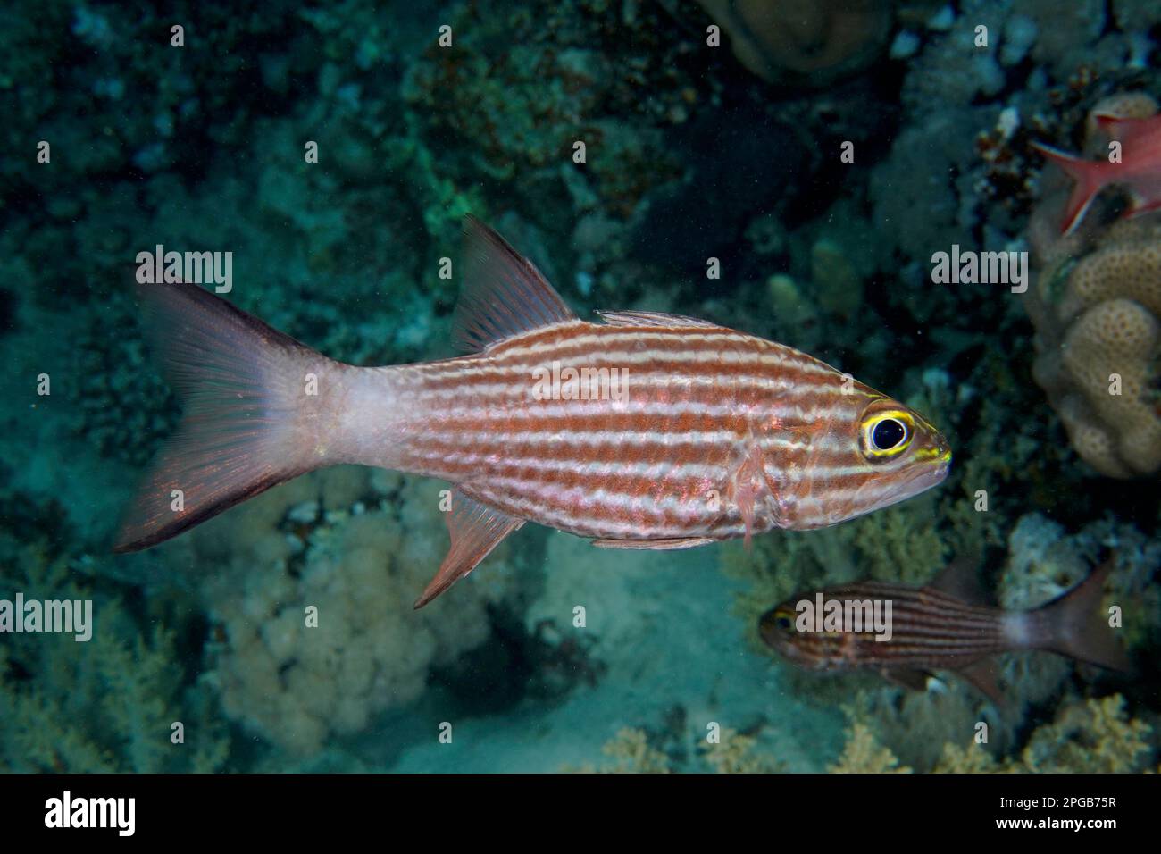 Largetoothed cardinalfish (Cheilodipterus macrodon), Dive Site House ...