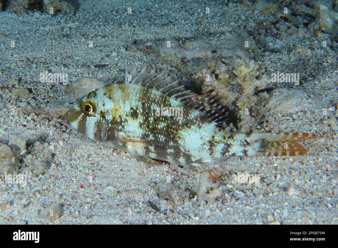 Blunt-nosed road sweeper (Lethrinus borbonicus), bony fish, Gordon Reef ...