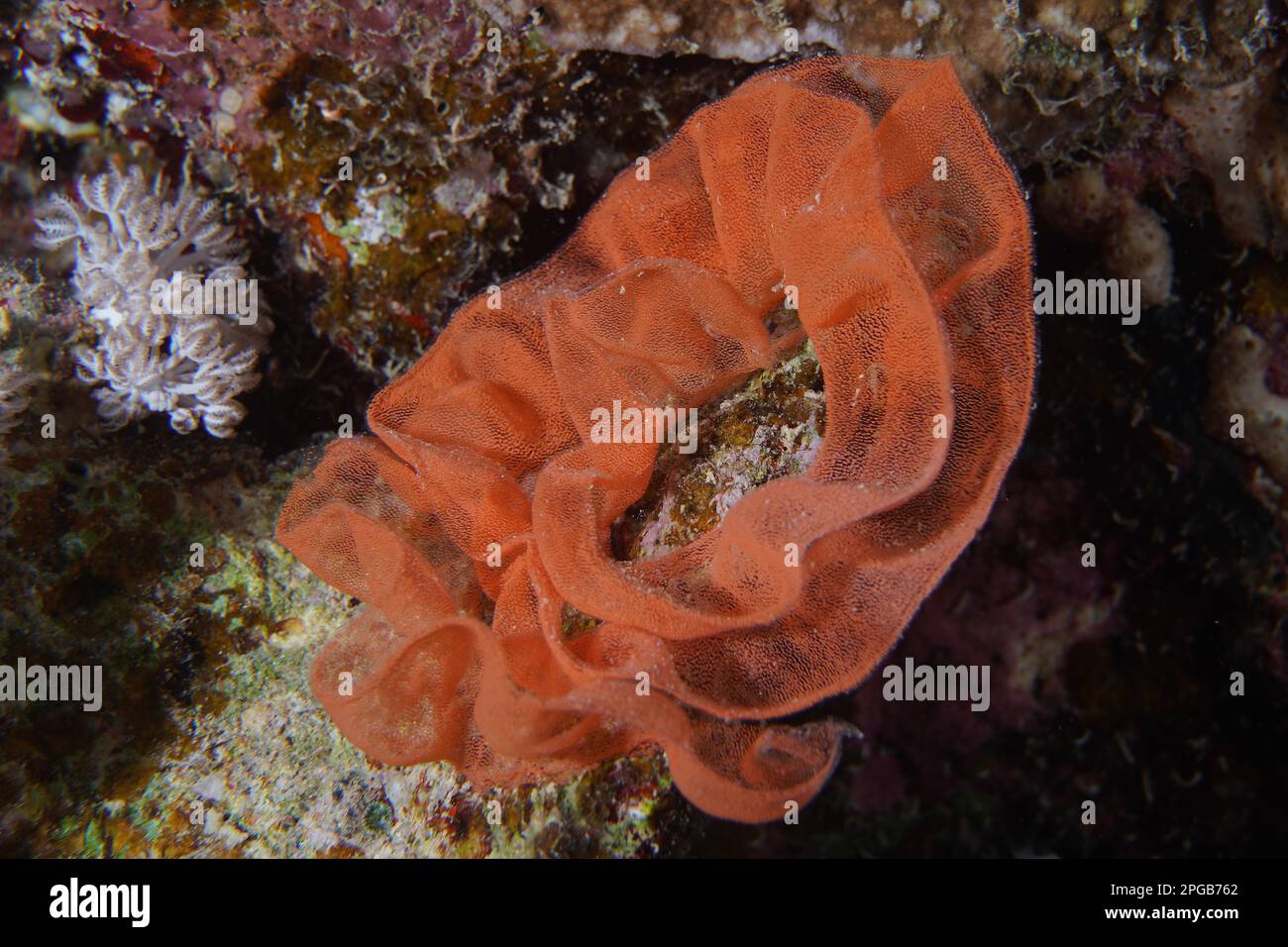 Spawn of Spanish Dancer (Hexabranchus sanguineus), Dive Site House Reef ...