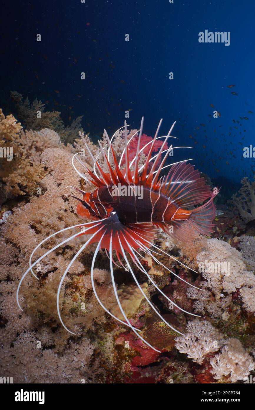Radial firefish (Pterois radiata), Elphinstone Reef dive site, Red Sea ...