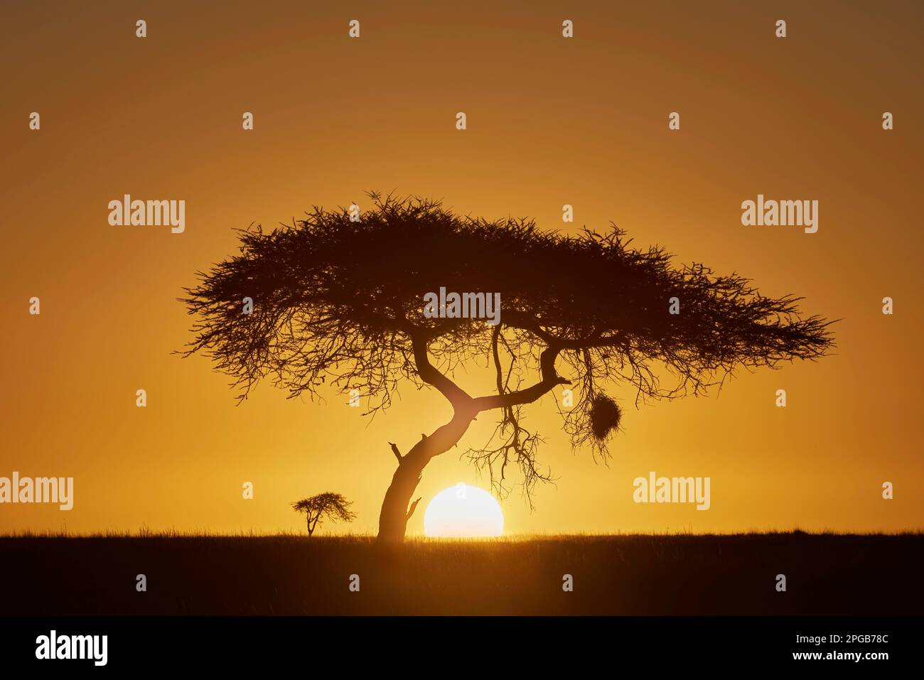 Silhouette of an acacia tree at sunrise, backlight shot, Serengeti National Park, Tanzania, East ...