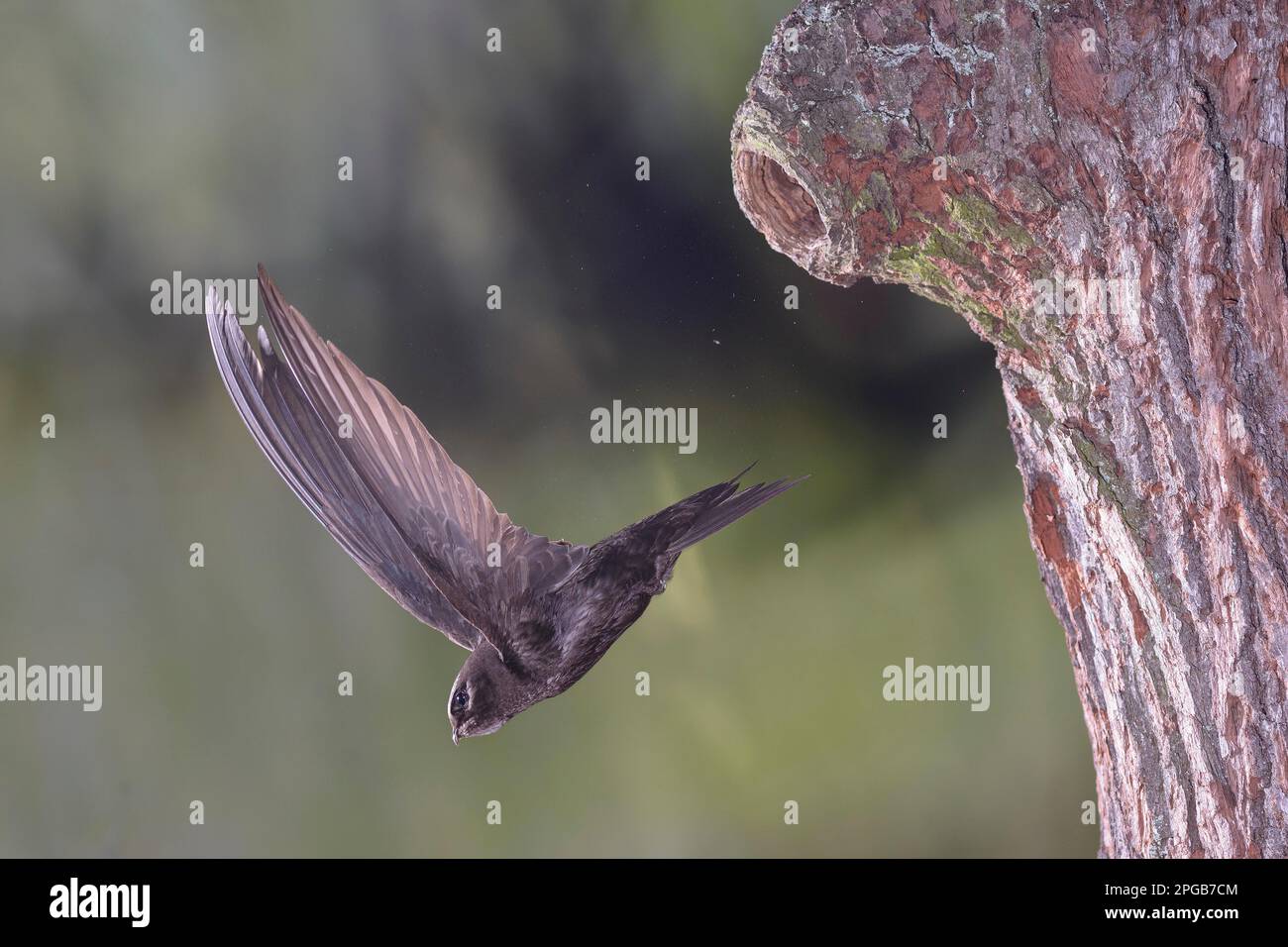 Common Swift (Apus apus), taking off from woodpecker cave, Selketal ...