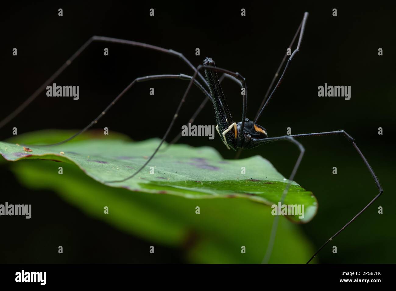 Palpatores, a male long-legged harvestmen in the Megalopsalis sp. genus ...