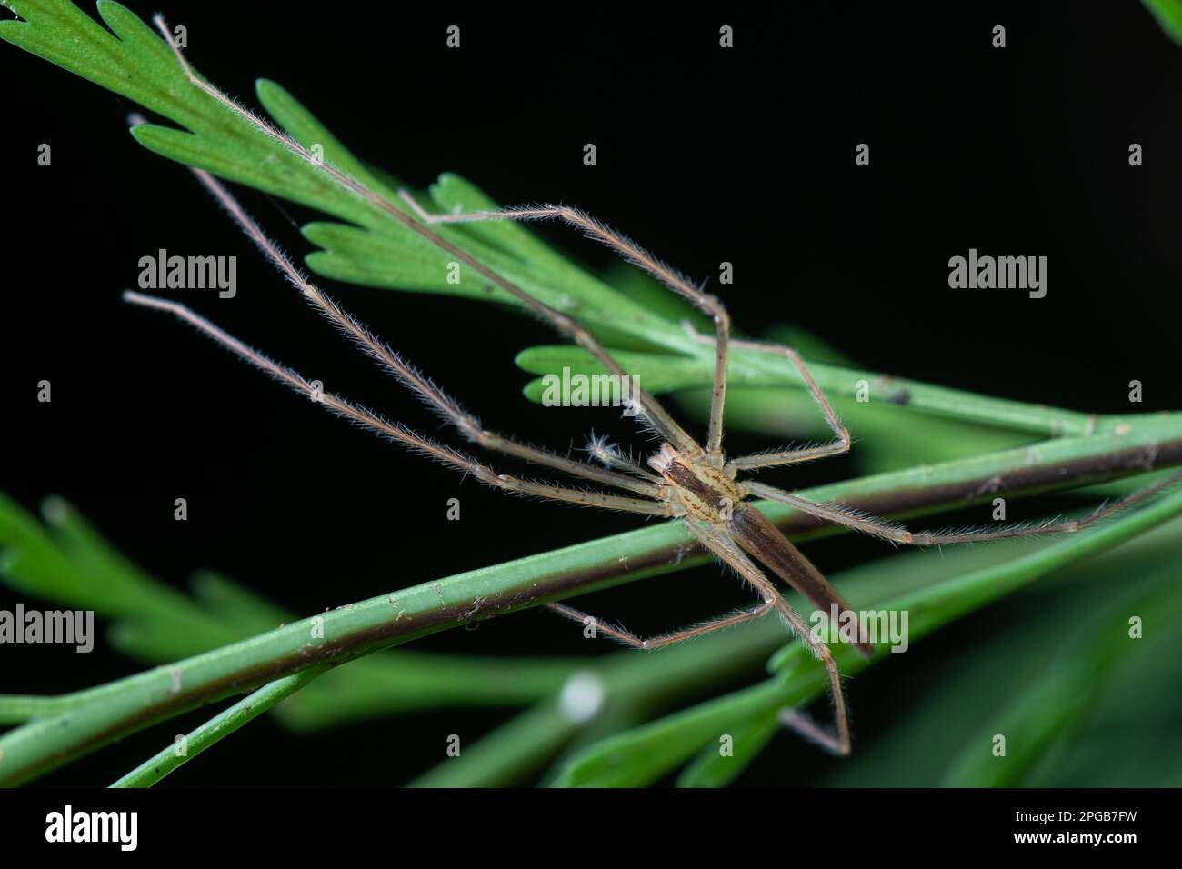 Intertidal spider hi-res stock photography and images - Alamy