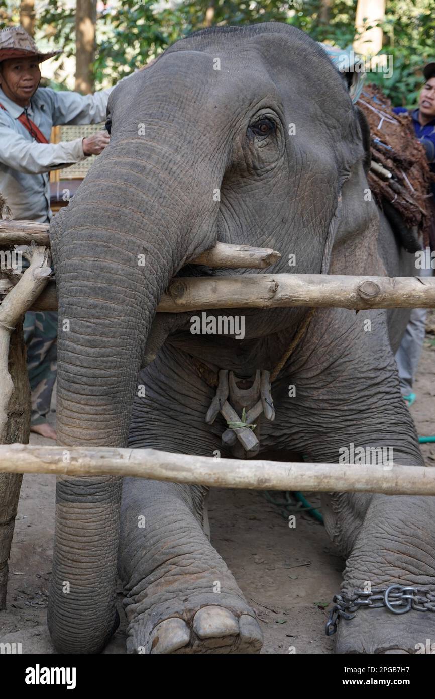 Elephant and Mahout, Elephant Guide, Mekong Elephant Camp, Pak Beng ...