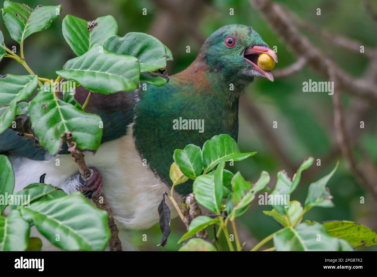 A kereru (Hemiphaga novaeseelandiae) or New Zealand pigeon eating a ...