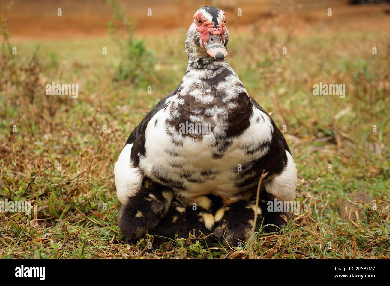 Duck with chicks, Hmong village, Hmong, Hmong people, near Phonsavan ...