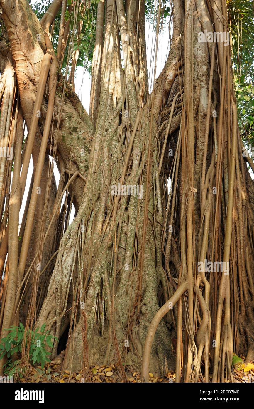 Banyan fig, banyan tree (Ficus benghalensis), Banyan tree, Palace ...