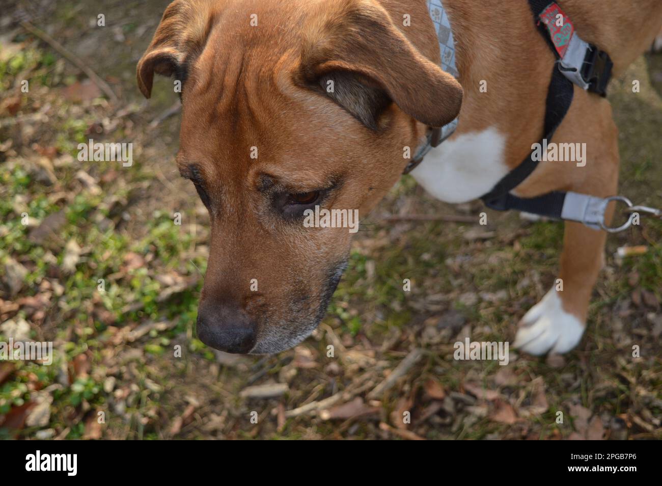 Dog max hi-res stock photography and images - Alamy
