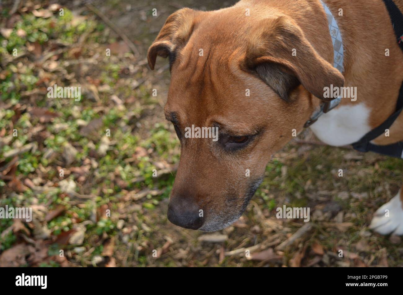 pictures of my dog, max Stock Photo - Alamy