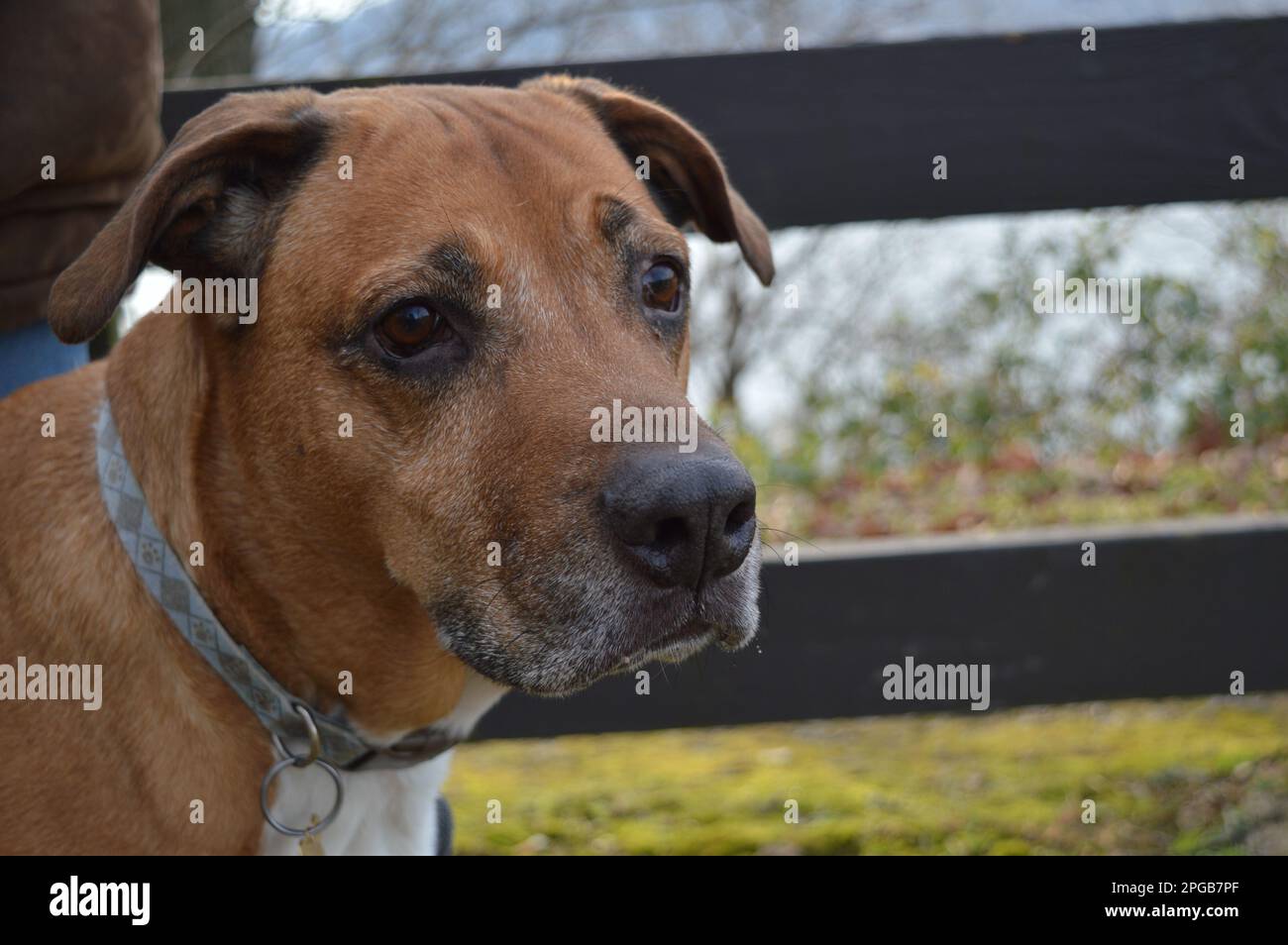 Dog max hi-res stock photography and images - Alamy