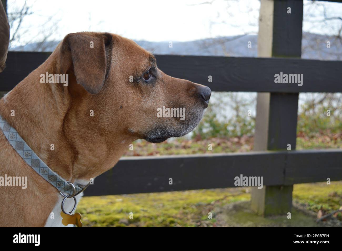 pictures of my dog, max Stock Photo - Alamy