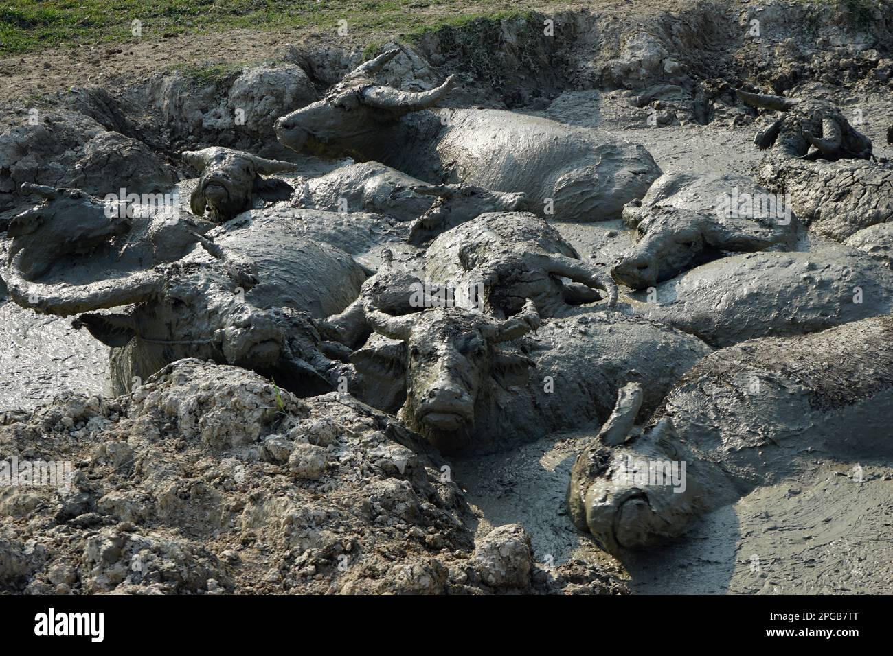 Buffalo at water hole hi-res stock photography and images - Alamy